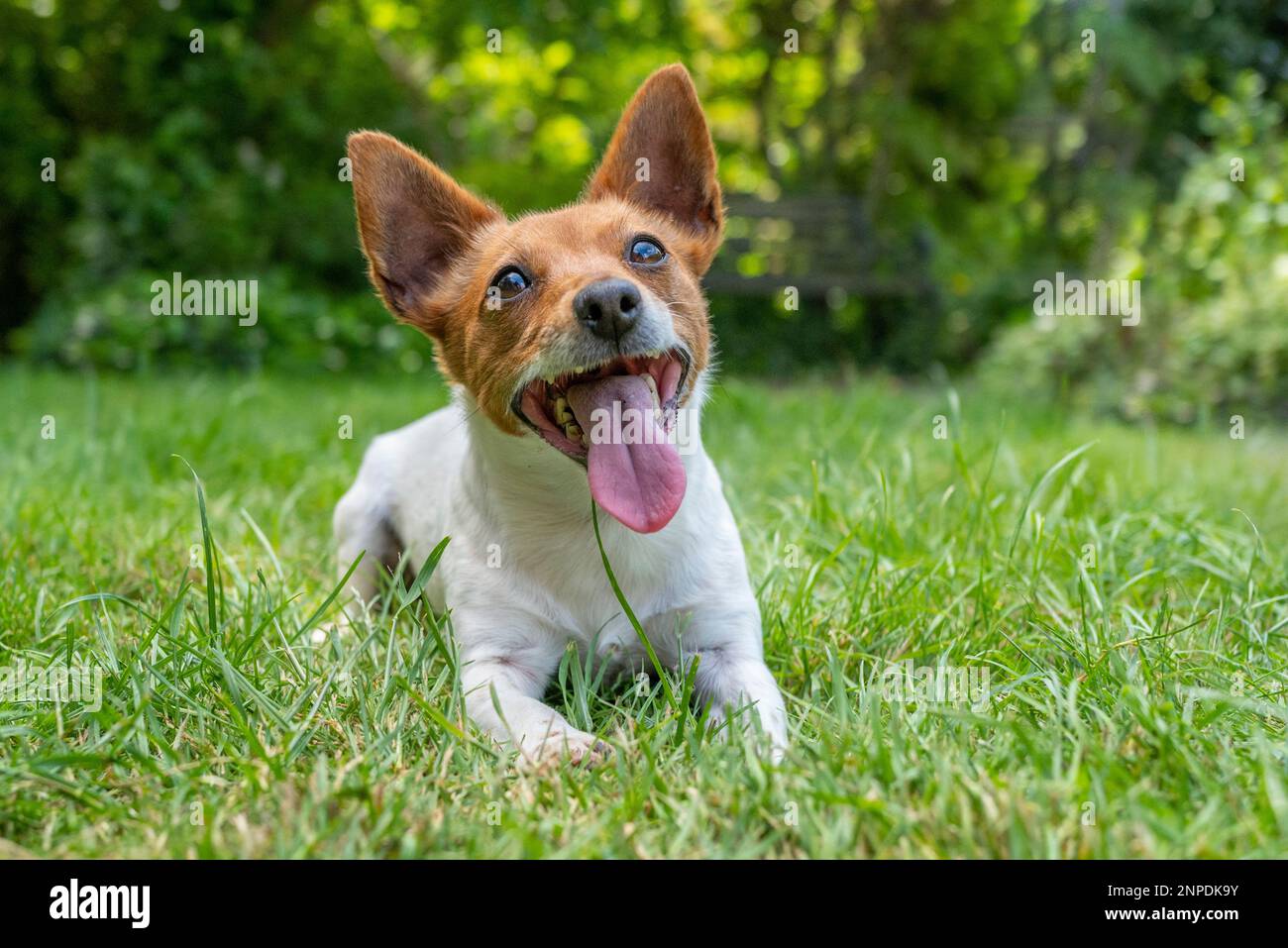 A happy Jack Russell terrier dog Stock Photo - Alamy