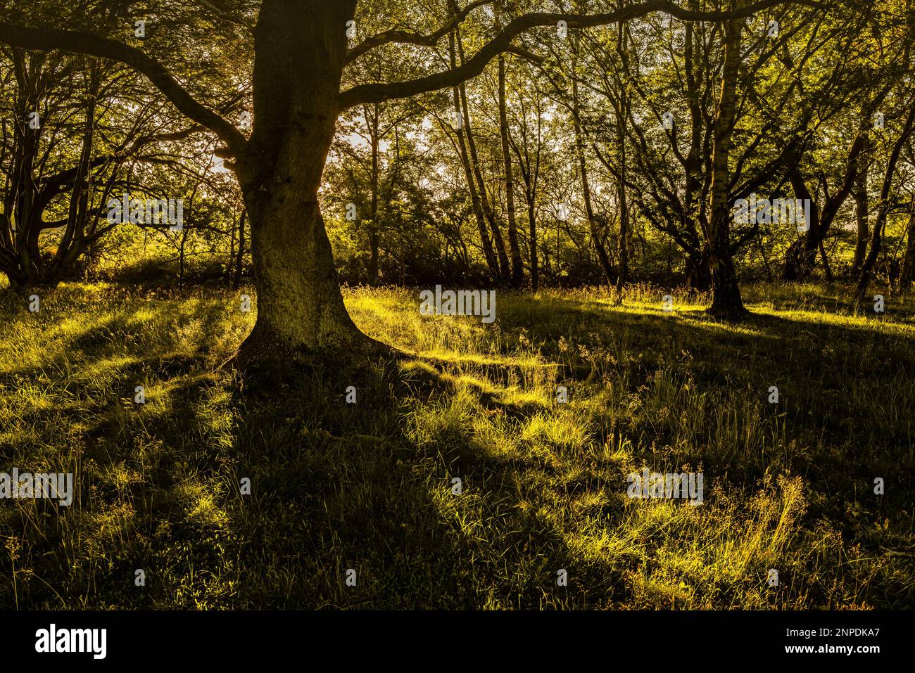 Long shadows hi-res stock photography and images - Alamy