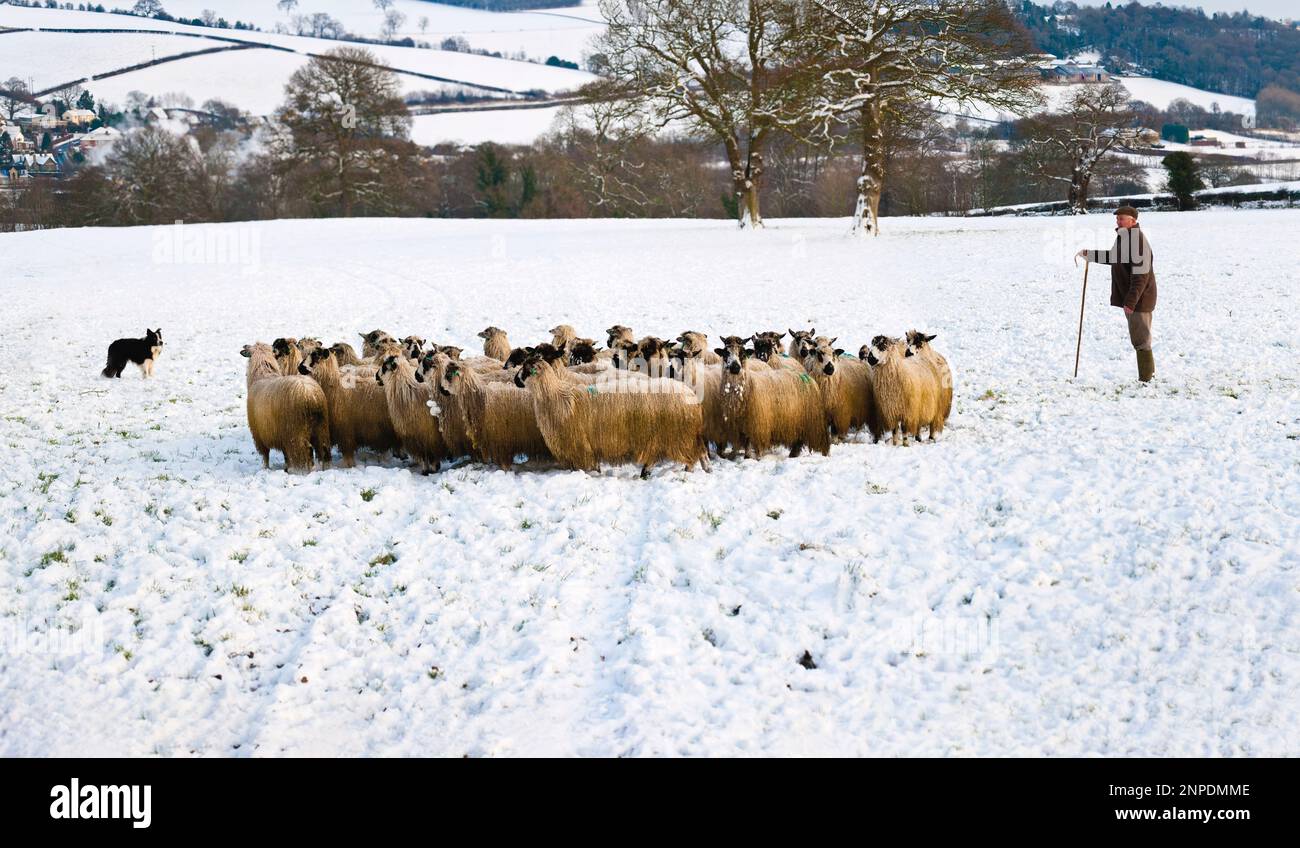 Shepherd with heard of sheep hi-res stock photography and images - Alamy