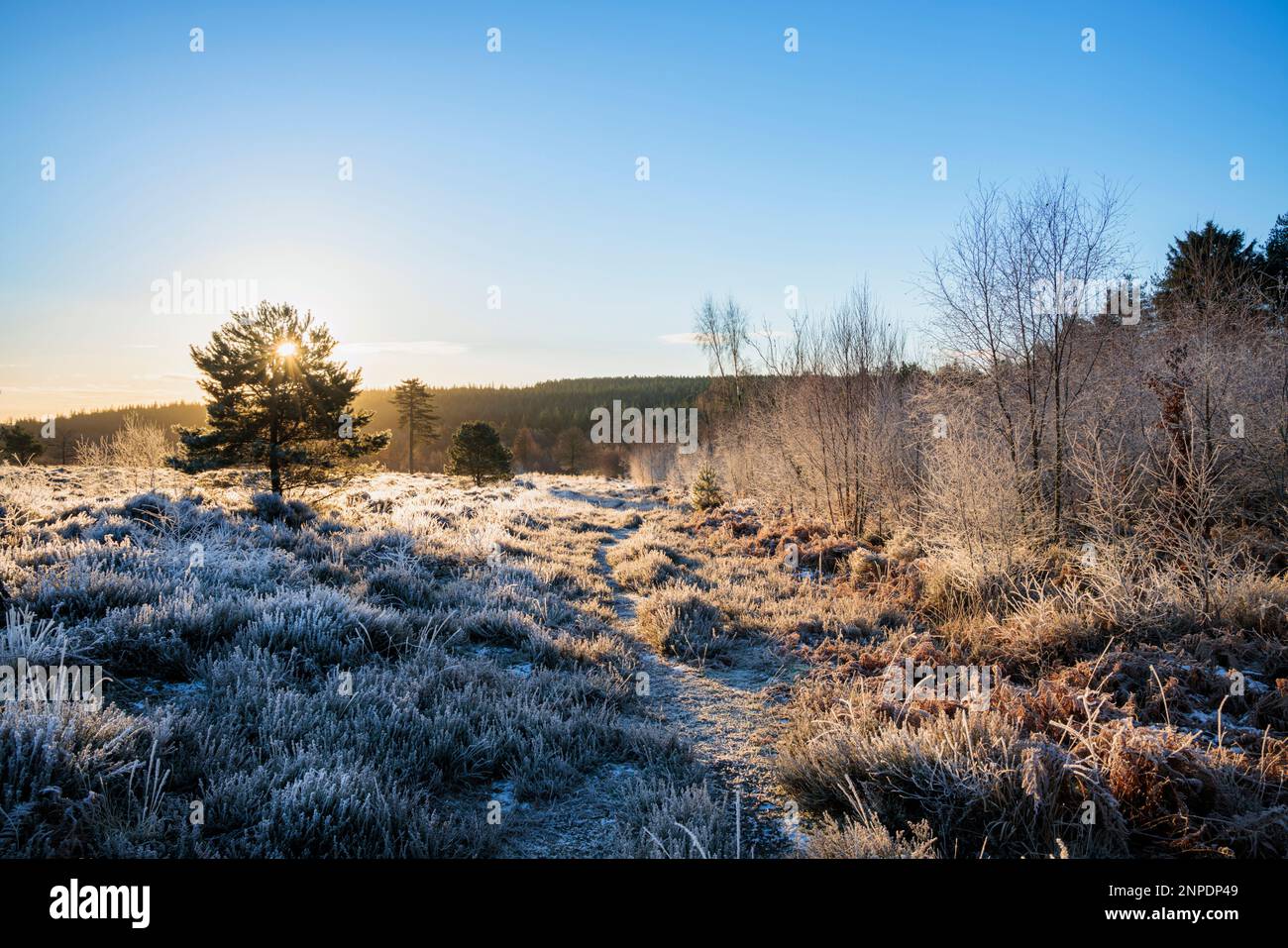 Winter sunrise at the Cleddon Nature Reserve in the lower Wye Valley ...