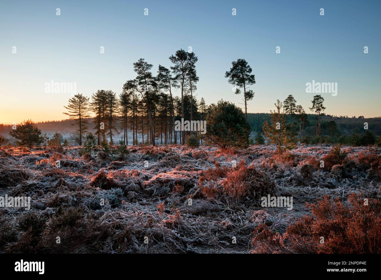 Cleddon Nature Reserve in the Wye Valley at sunrise Stock Photo - Alamy