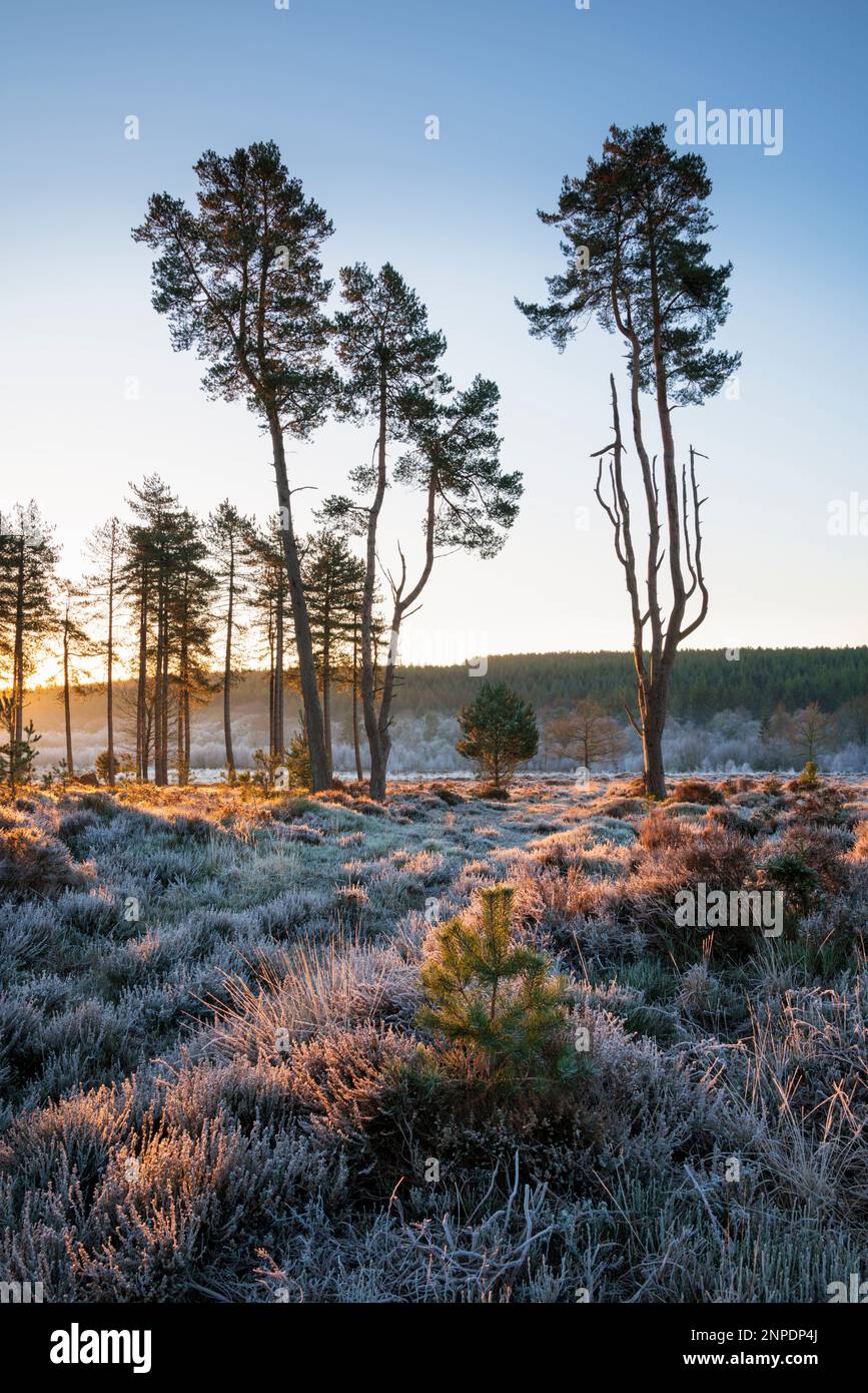 Cleddon Nature Reserve in the Wye Valley at sunrise Stock Photo - Alamy