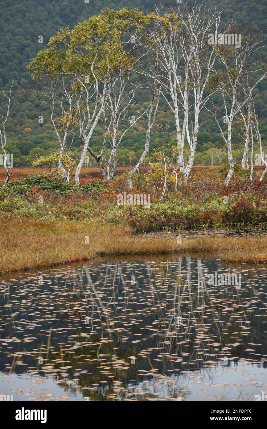 Chito pond is pictured in Kusamomiji, autumnal-tinted grass, at ...