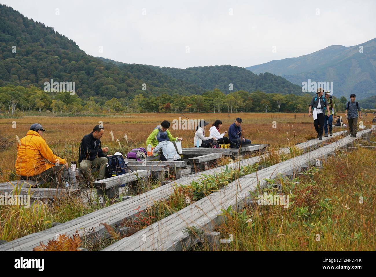 Hikers walk in Kusamomiji, autumnal-tinted grass, at Ozegahara ...
