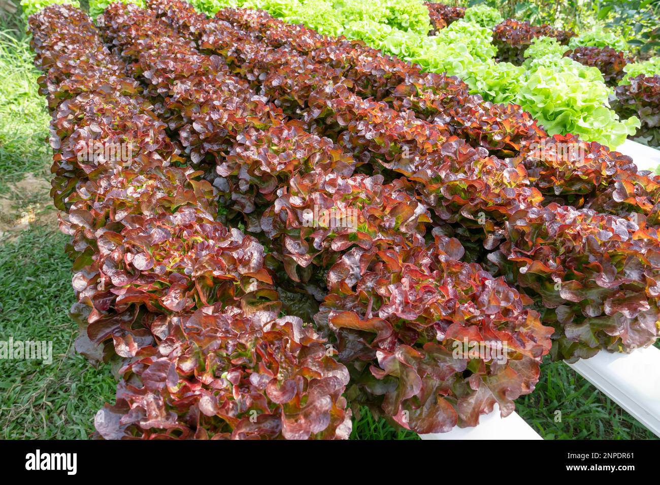 Fresh organic red oak lettuce, Red sails, Hydroponics vegetable growing ...