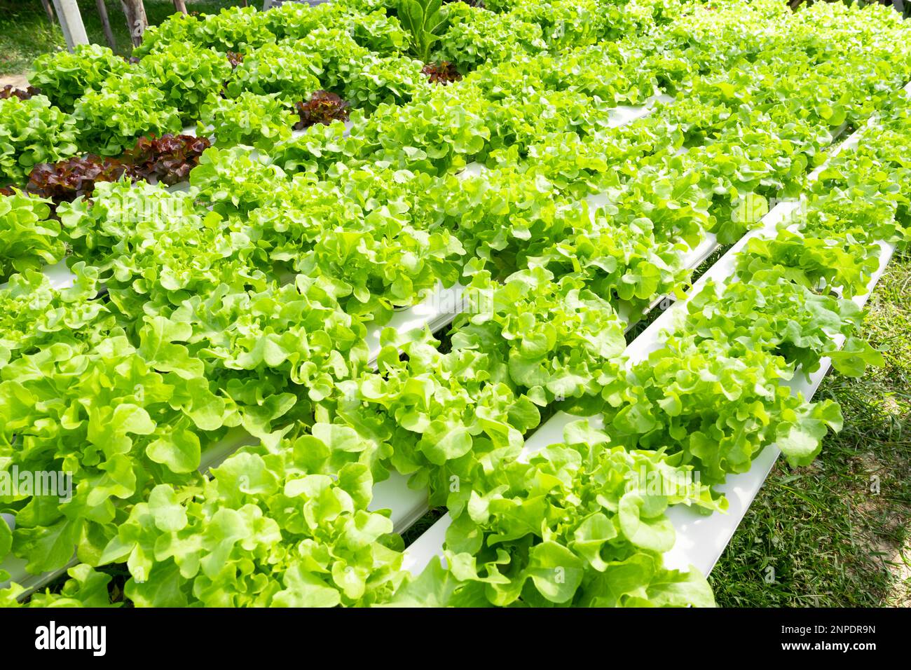 Hydroponic technology. Organic hydroponic vegetable cultivation farm ...