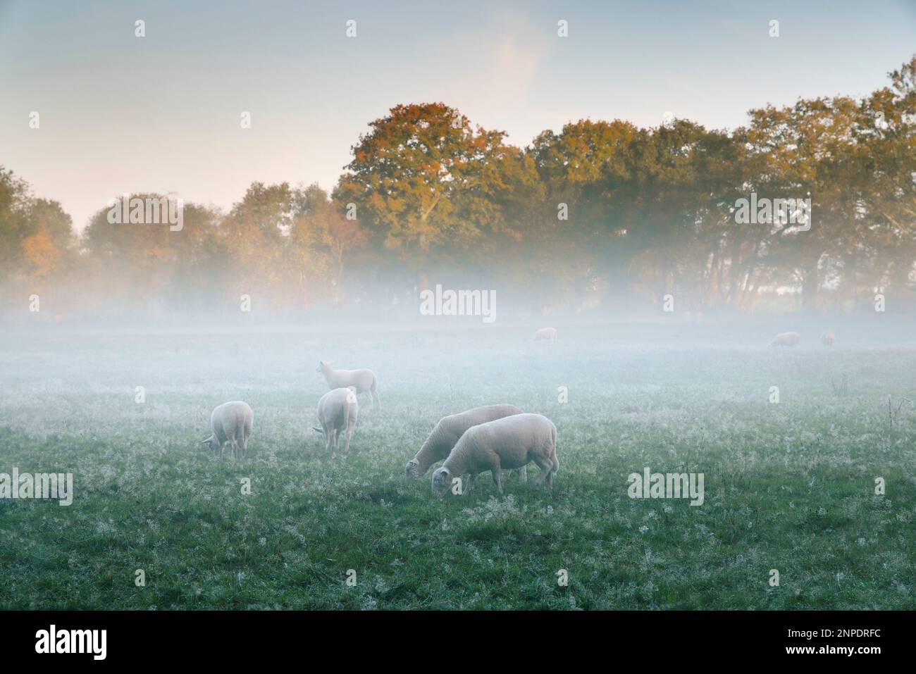Sheep grazing on a misty autumn morning in Wales Stock Photo - Alamy