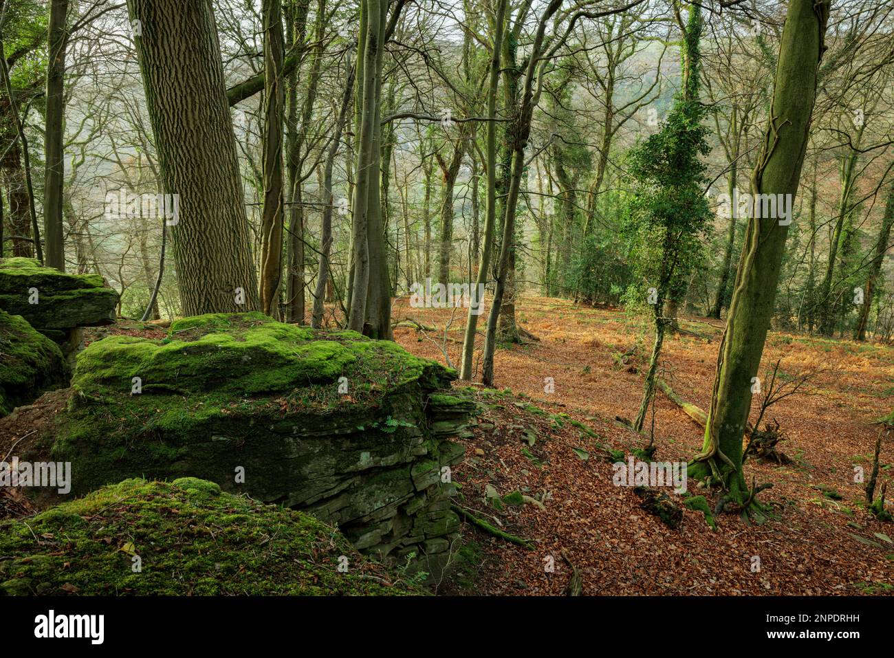 Limestone ledge in woodland at Tintern in the Lower Wye Valley Stock ...