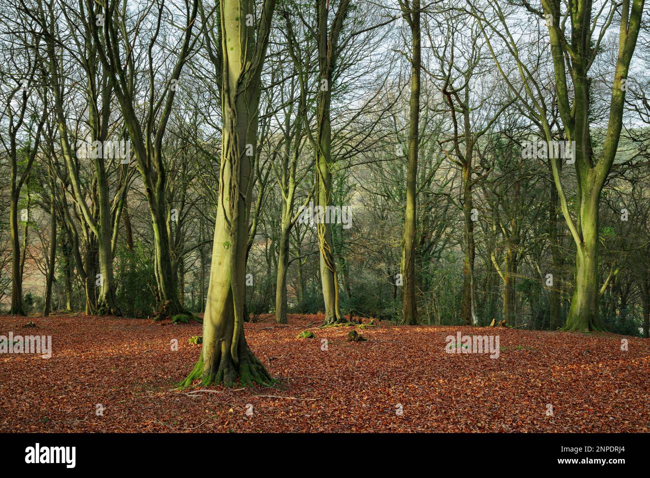 Sunlit trees leaves in hi-res stock photography and images - Alamy