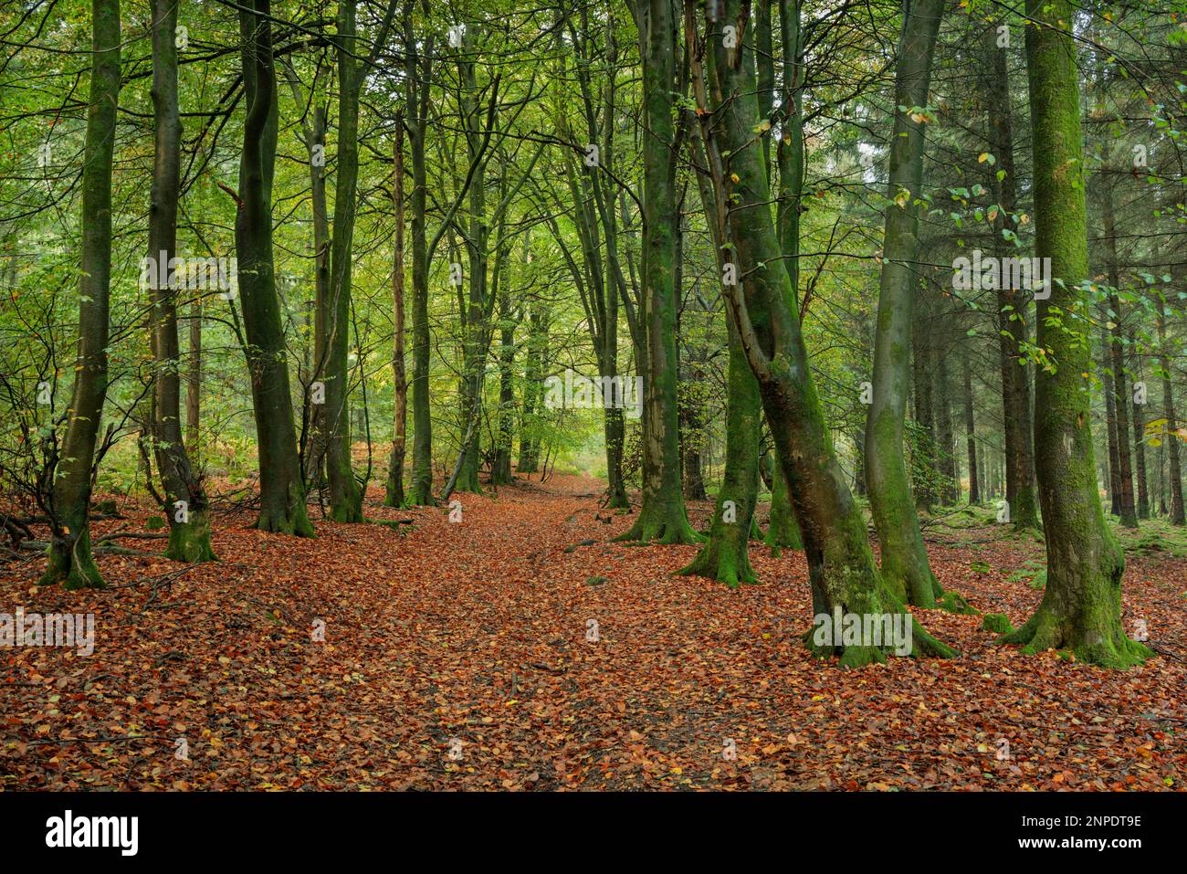 Trellech wales hi-res stock photography and images - Alamy