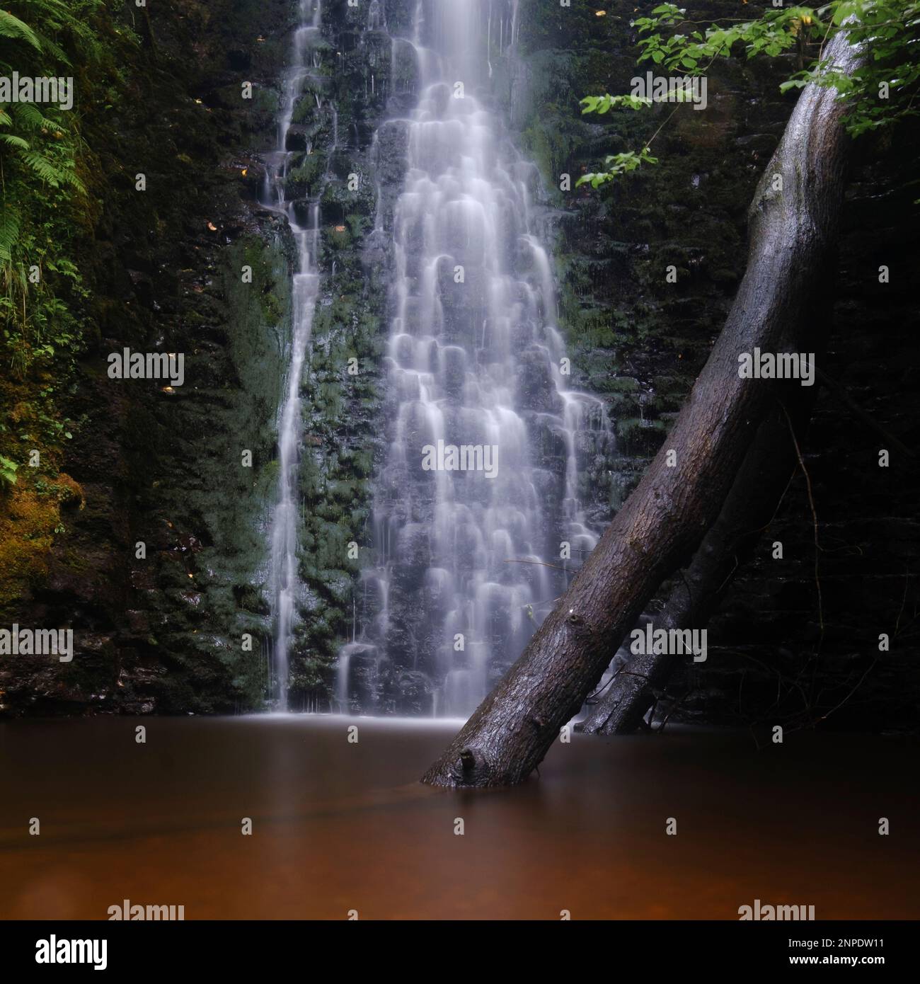 A pair of fallen tree trunks in front of a waterfall Stock Photo - Alamy