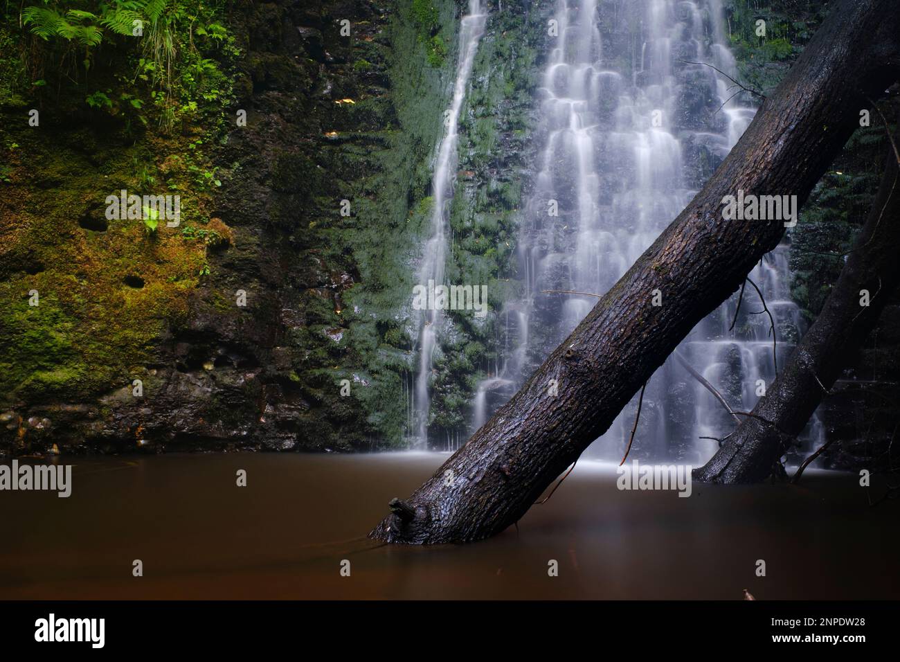 A fallen tree trunk in front of a waterfall Stock Photo - Alamy