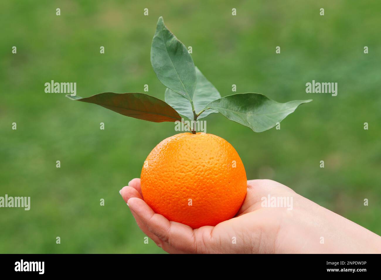 Orangenblatt hi-res stock photography and images - Alamy
