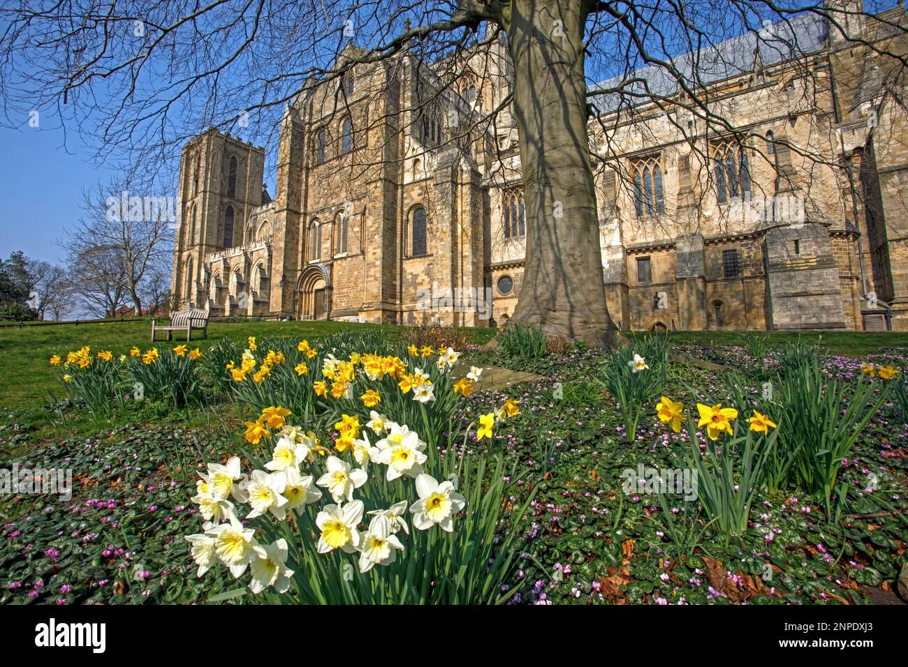 Spring flowers in bloom in the grounds of Ripon cathedral Stock Photo ...