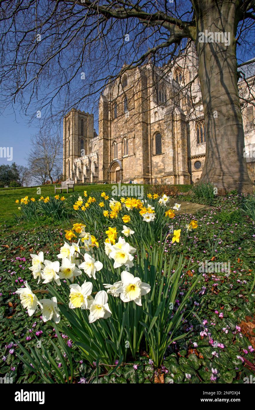Spring flowers in bloom in the grounds of Ripon cathedral Stock Photo ...