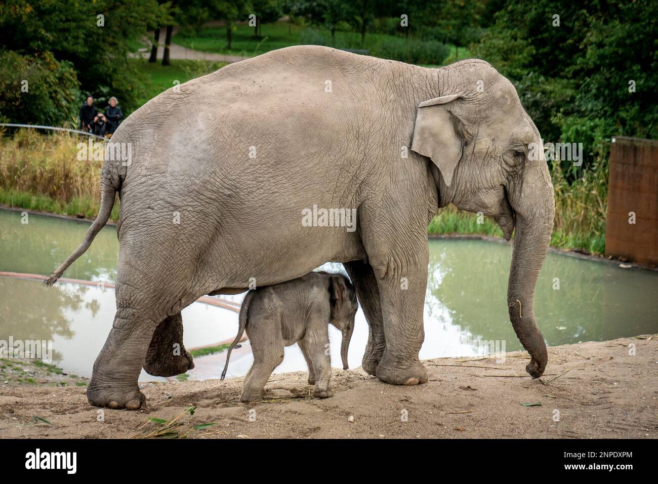 Baby Elephant Being Born