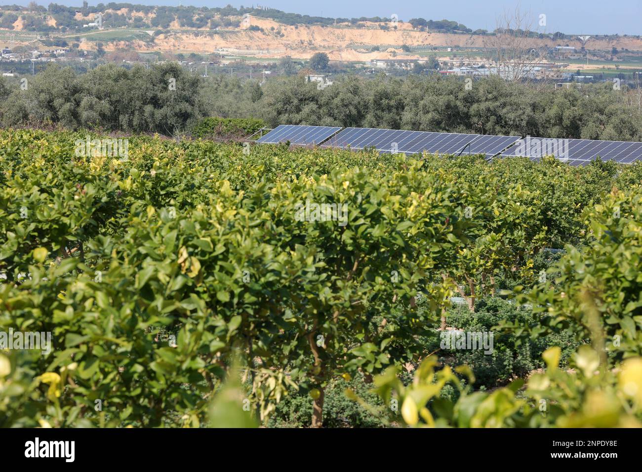 Gaza, Palestine. 25th Feb, 2023. A general view of the farmland of ...