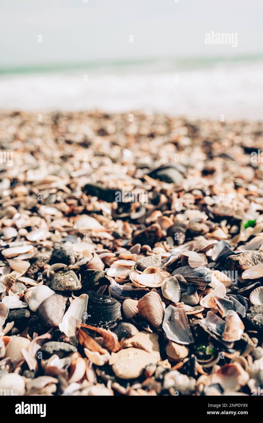 Seashells on the beach. Beautiful summer background with sea shells ...