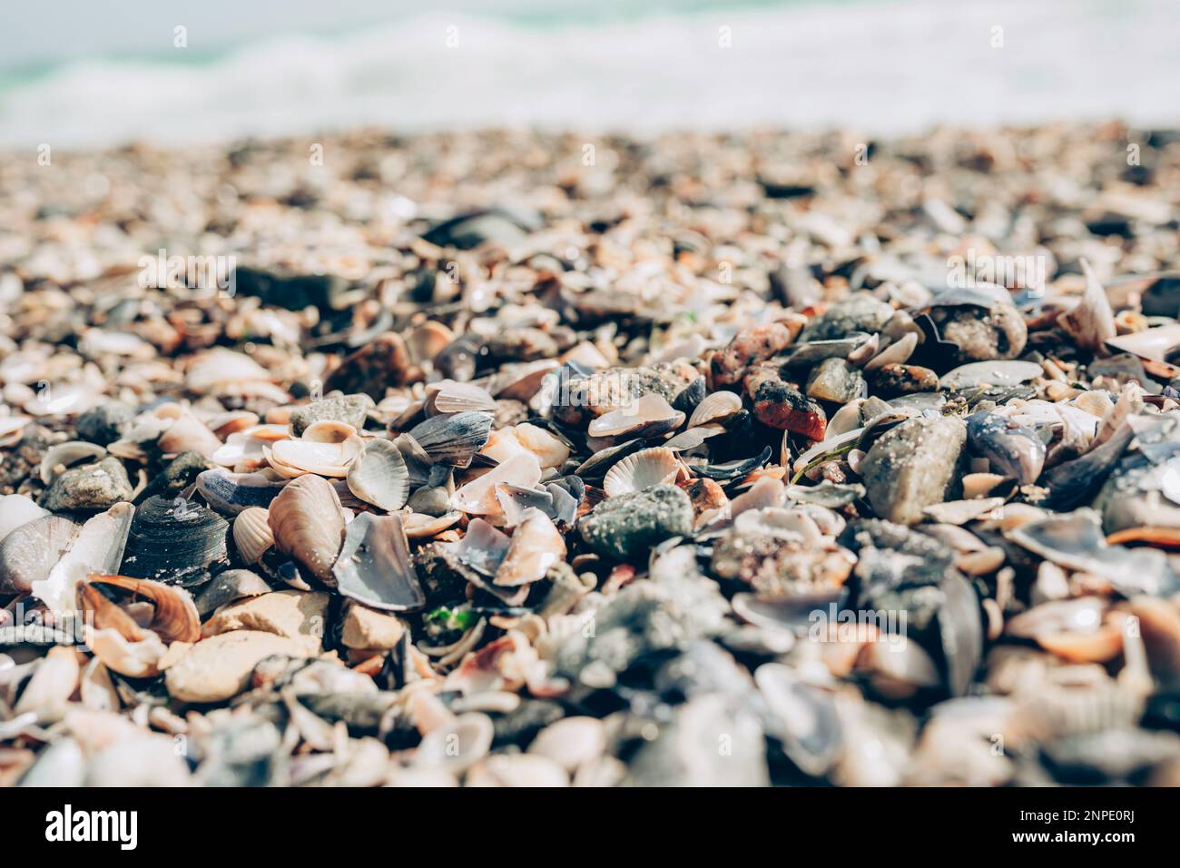 Seashells on the beach. Beautiful summer background with sea shells ...