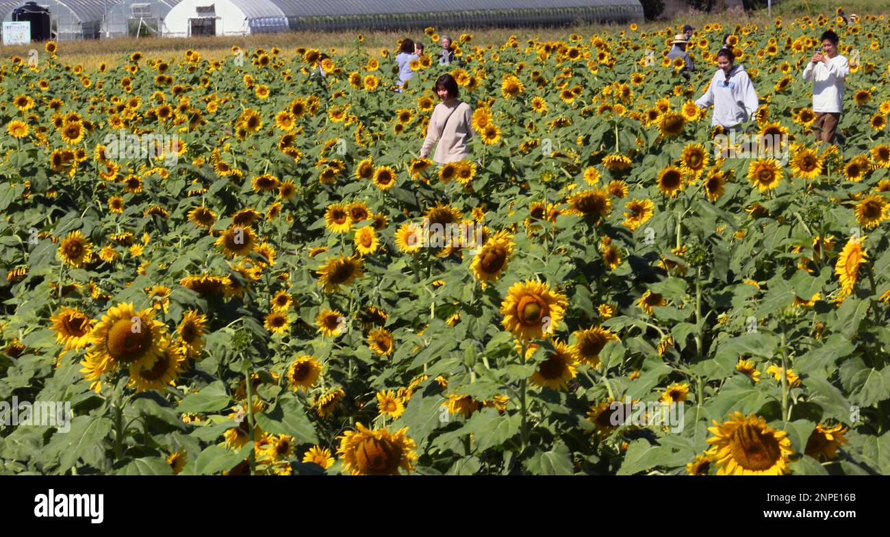 Helianthus annuus (sunflower) are in full bloom in Asakura City ...