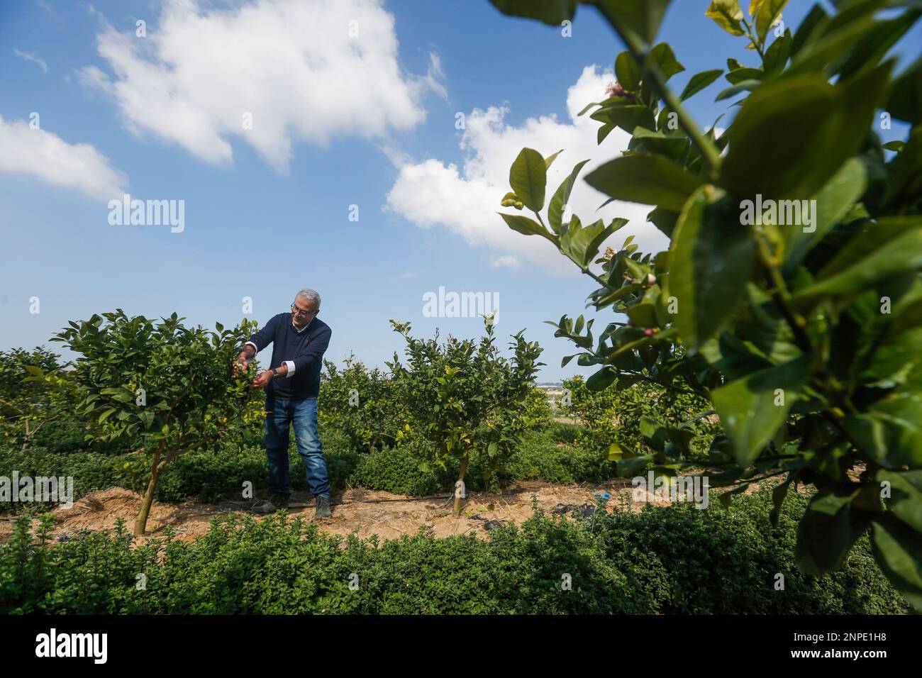 A Palestinian engineer Aed Abu Ramadan works at his modern farmland in ...