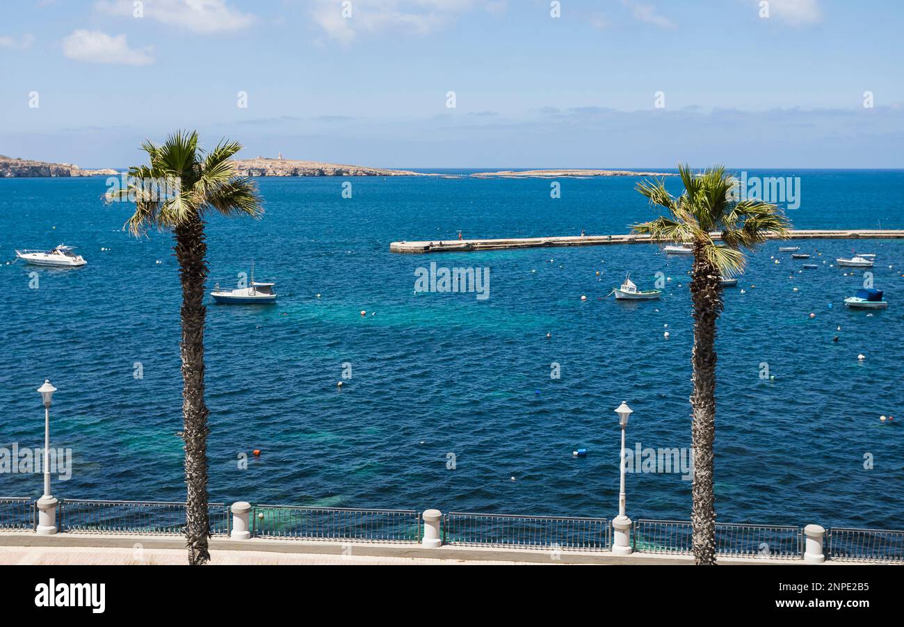 Palm trees along the promenade at Bugibba in Malta Stock Photo - Alamy