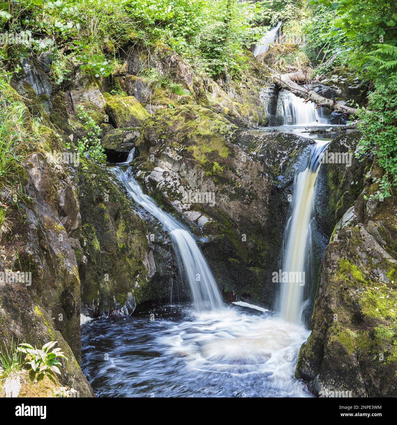 A square crop image of Pecca Falls seen along the Ingleton Waterfalls ...