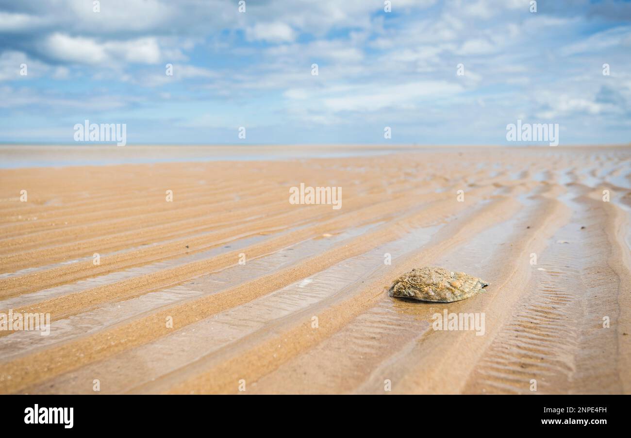 A lone oyster shell on Holkham beach washed up at low tide between the ...