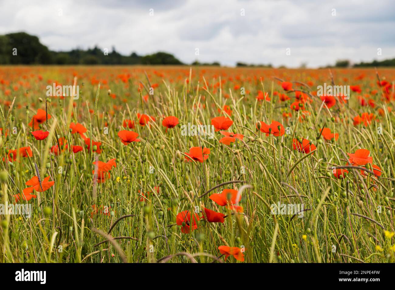 Poppy land, norfolk hi-res stock photography and images - Alamy