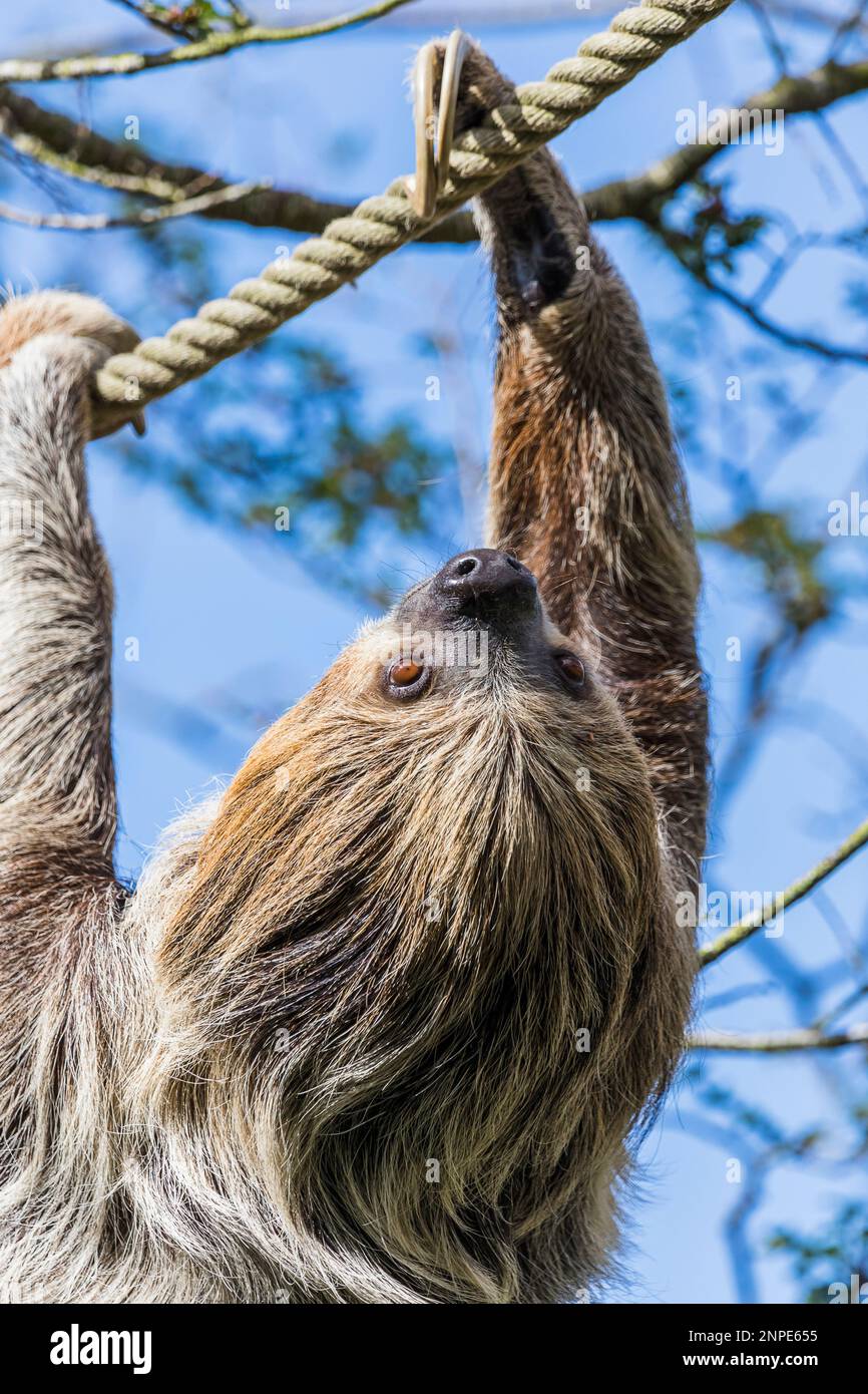 Close up of the front of a two-toed sloth moving along a rope in a ...