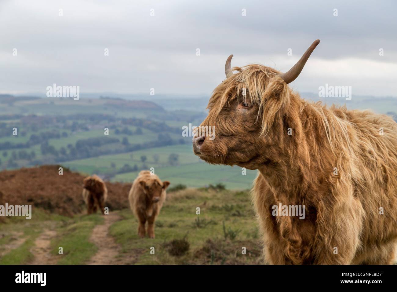 Three Highland cows seen at Baslow Edge on the Derbyshire Dales in ...