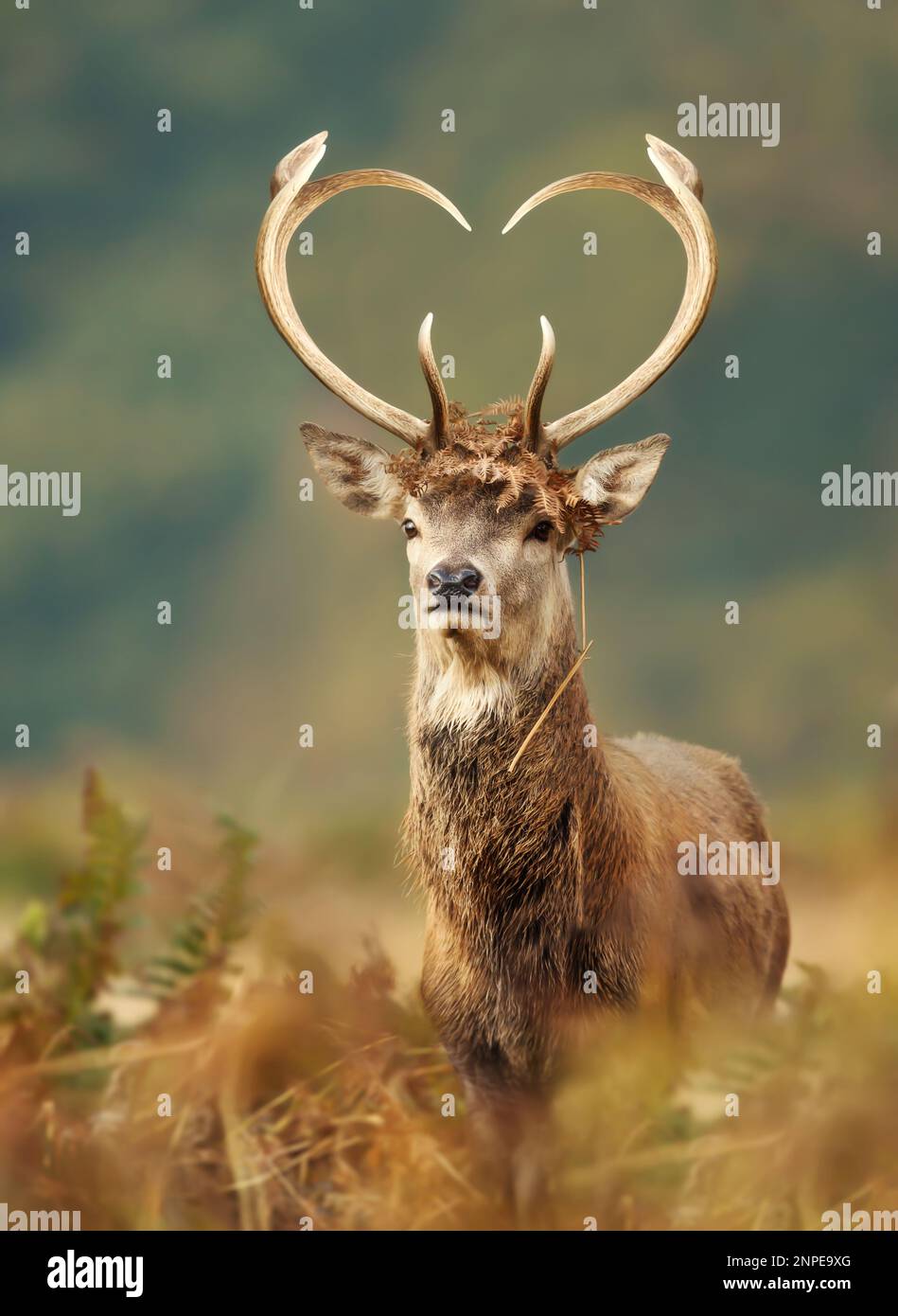 Deer Antler Silhouette Heart