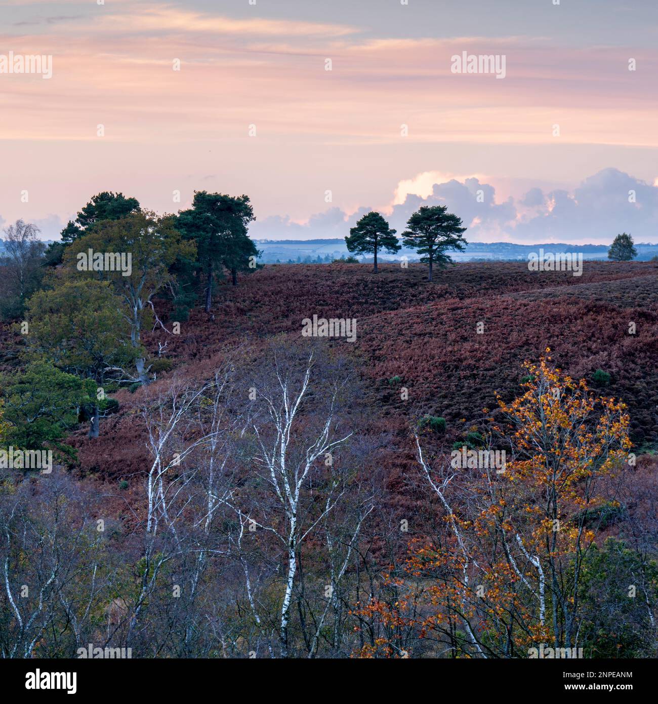 View to Ibsley Common from Rockford Common in the New Forest Stock ...