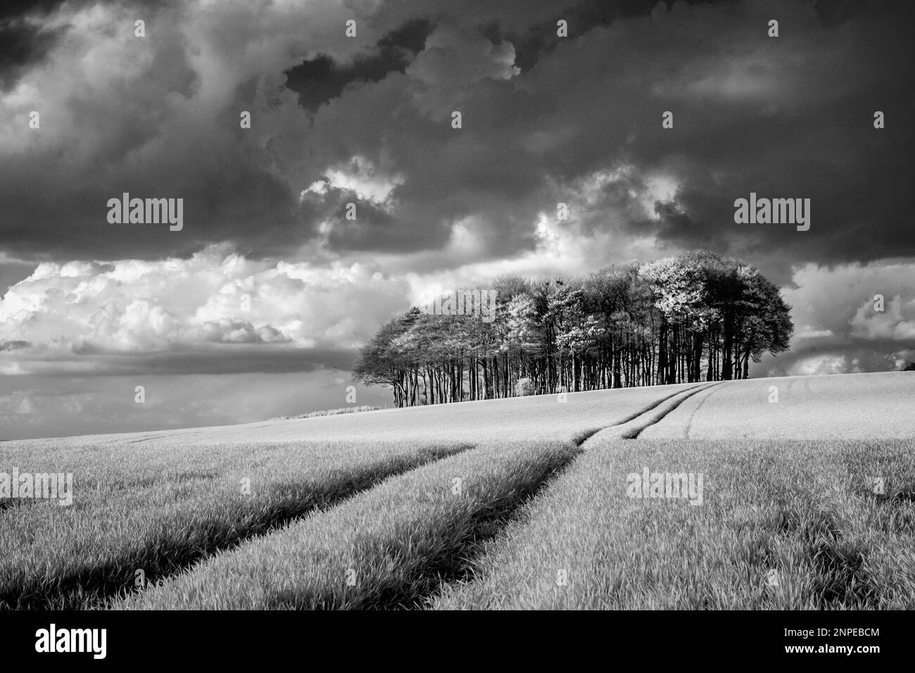 A clump of beech trees at Hackpen Hill in Wiltshire Stock Photo - Alamy