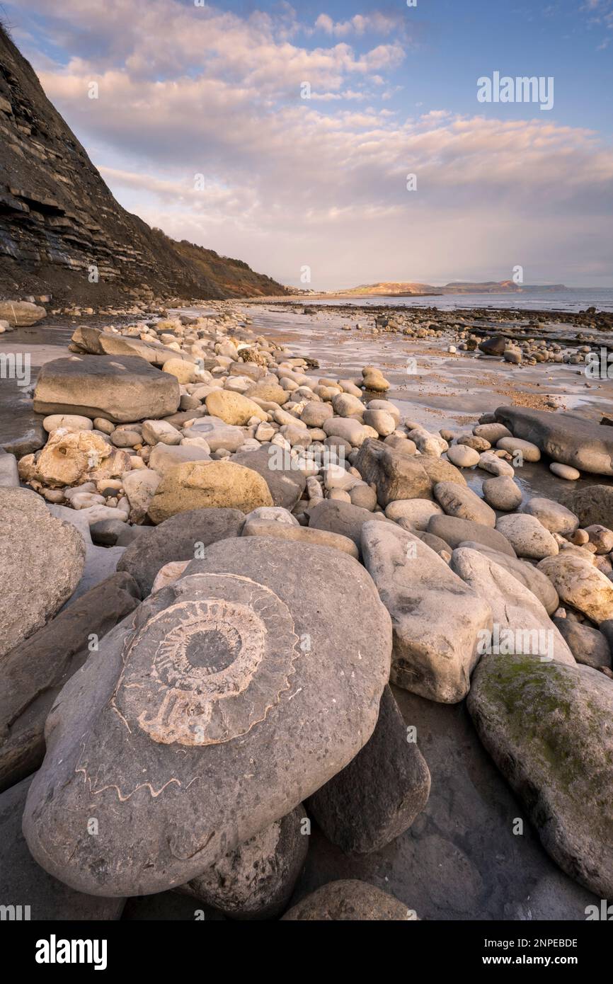An ammonite at the fossil graveyard at Lyme Regis in Dorset Stock Photo ...