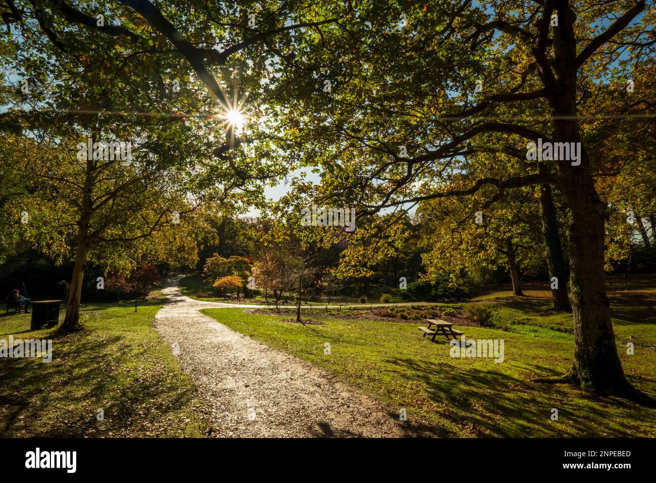 Sunlight filtering through trees at Exbury Gardens in the New Forest ...