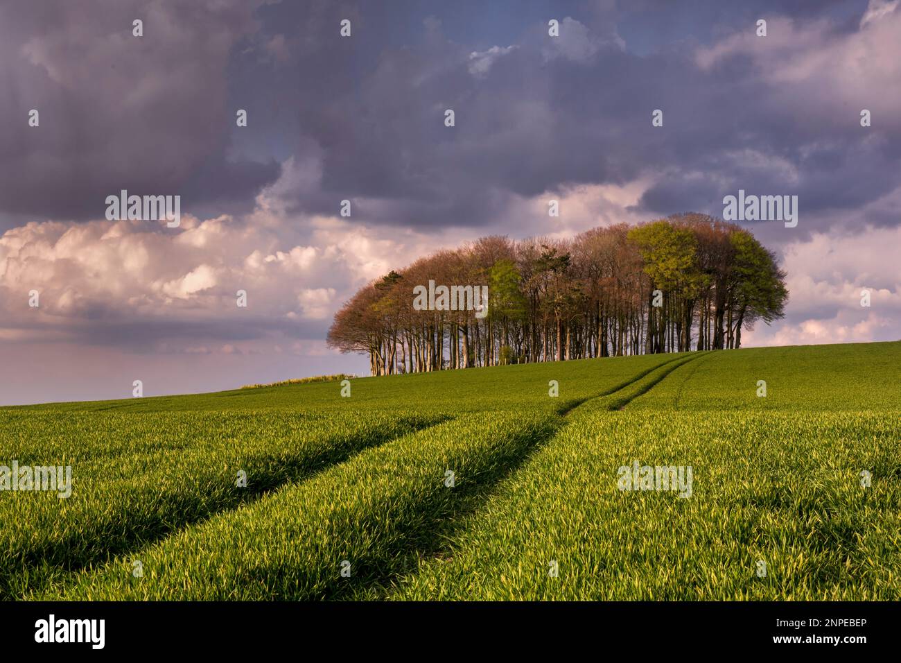 A clump of beech trees at Hackpen Hill in Wiltshire Stock Photo - Alamy