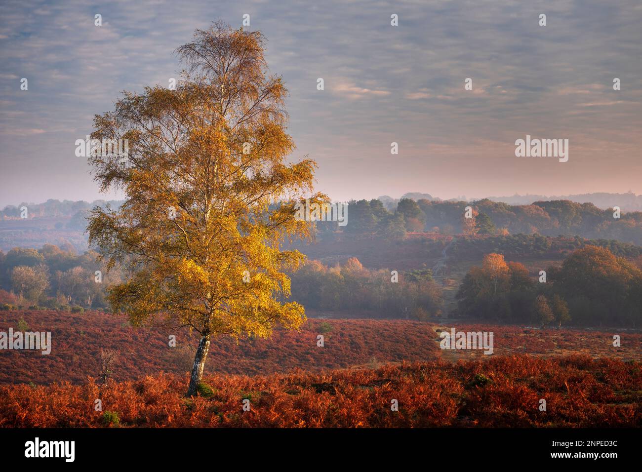 Early morning light on a lone silver birch tree in New Forest heathland ...