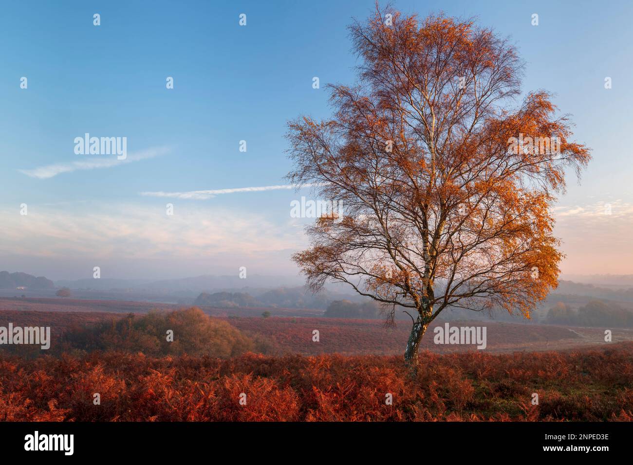 Early morning light on a lone silver birch tree in New Forest heathland ...