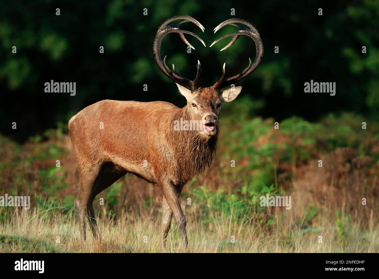 Deer Making A Heart
