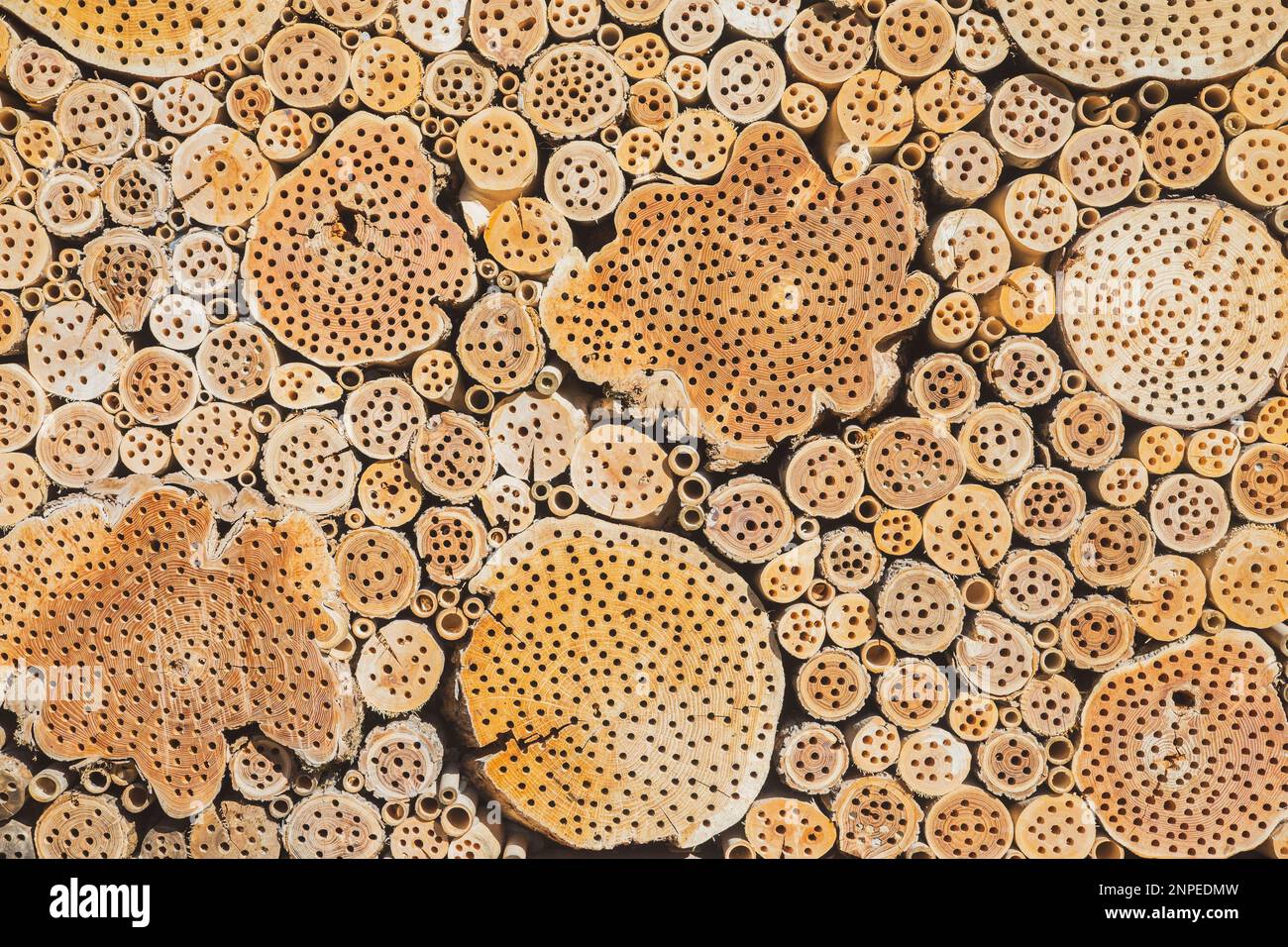 Anthill cross section hi-res stock photography and images - Alamy