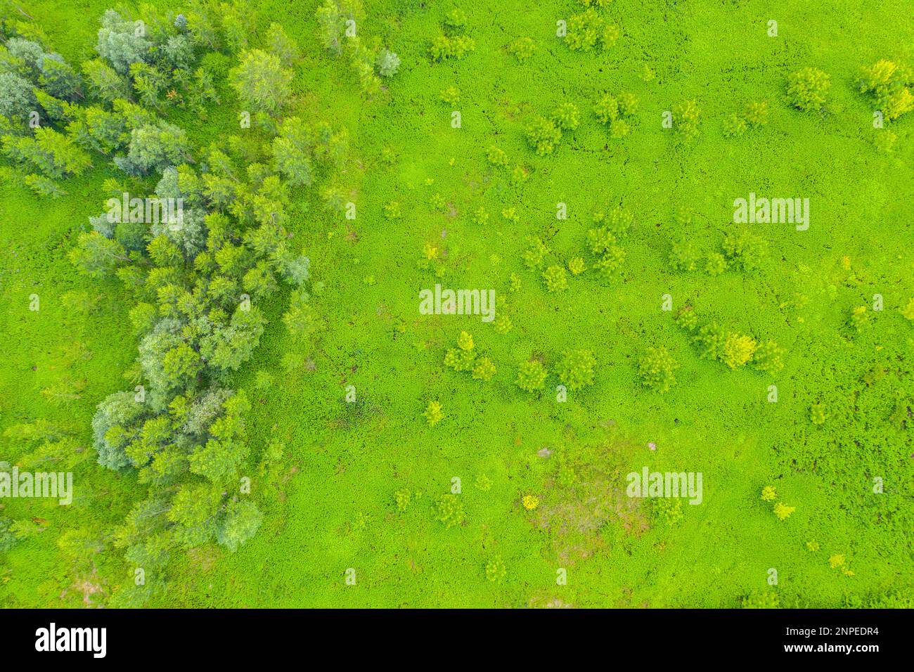 Top down view on exotic winding river flows through green wetlands. Birds eye view of zig-zag ...