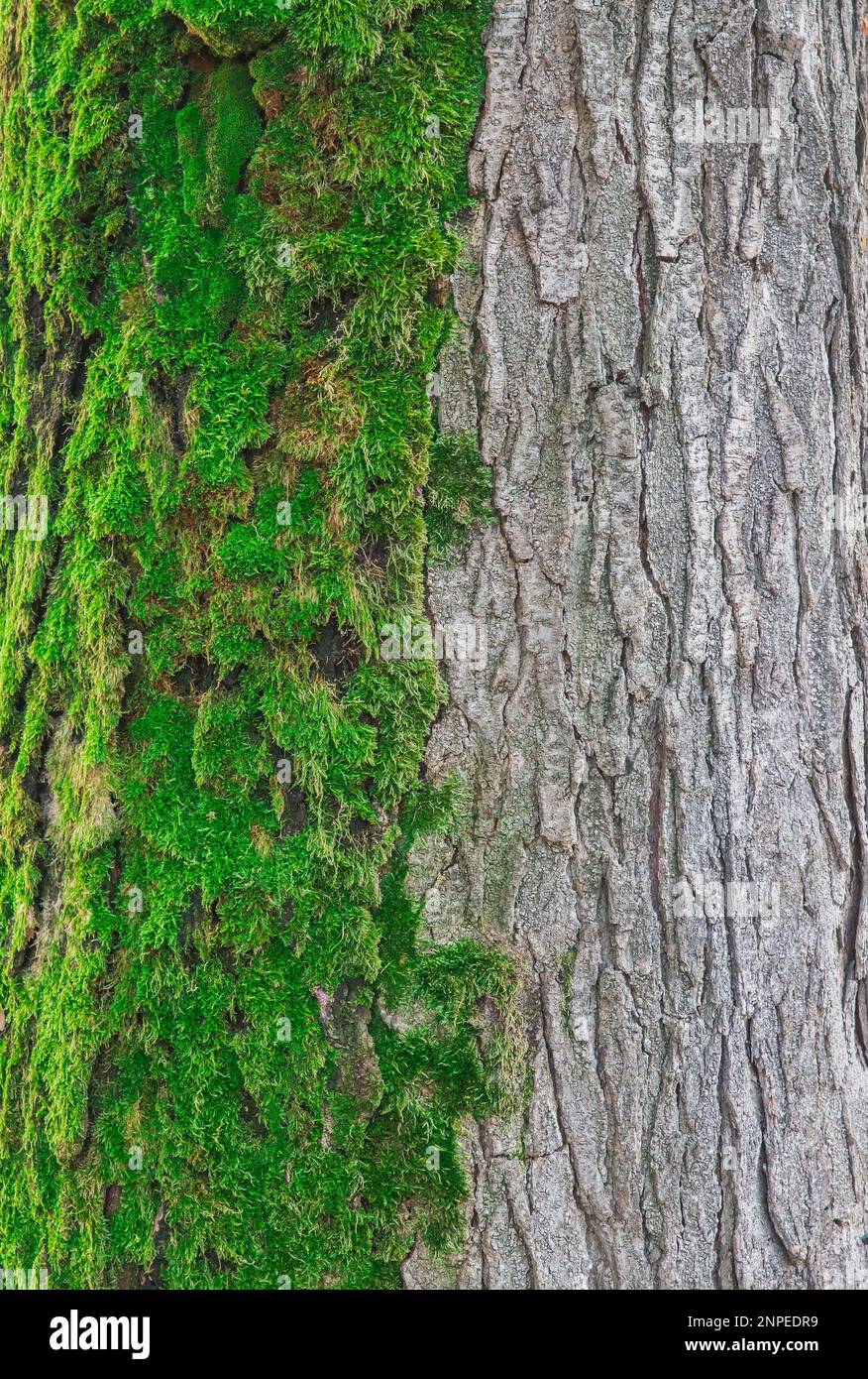 natural compass, huge tree half covered with moss Stock Photo - Alamy
