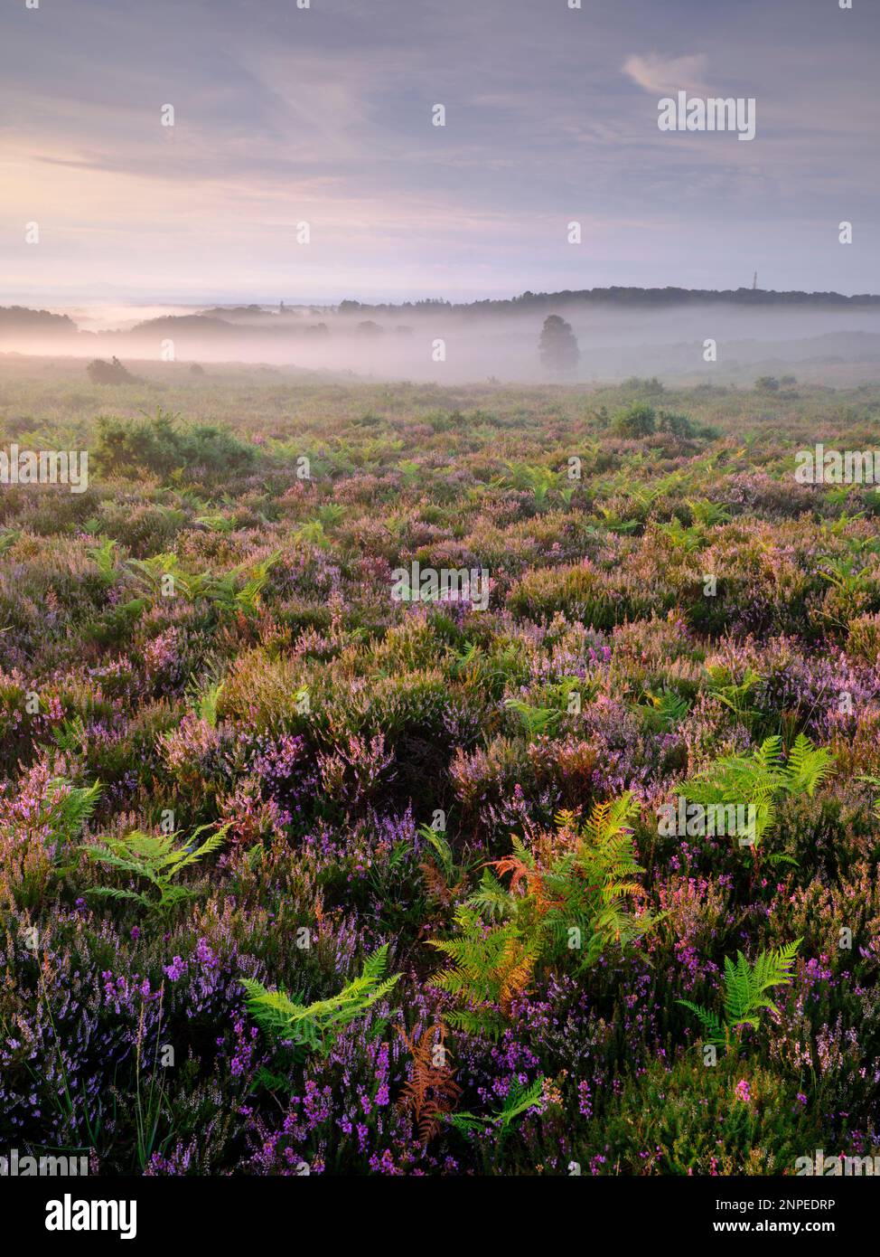 Dawn at Picket Plain in the New Forest with heather in the foreground ...