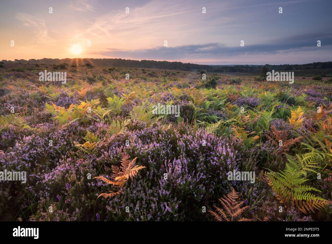 Sun rising over heather at Picket Plain in the New Forest Stock Photo ...