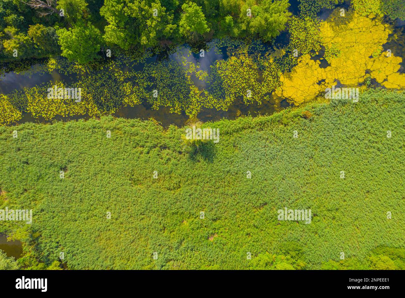 Top down view on exotic winding river flows through green wetlands. Birds eye view of zig-zag ...