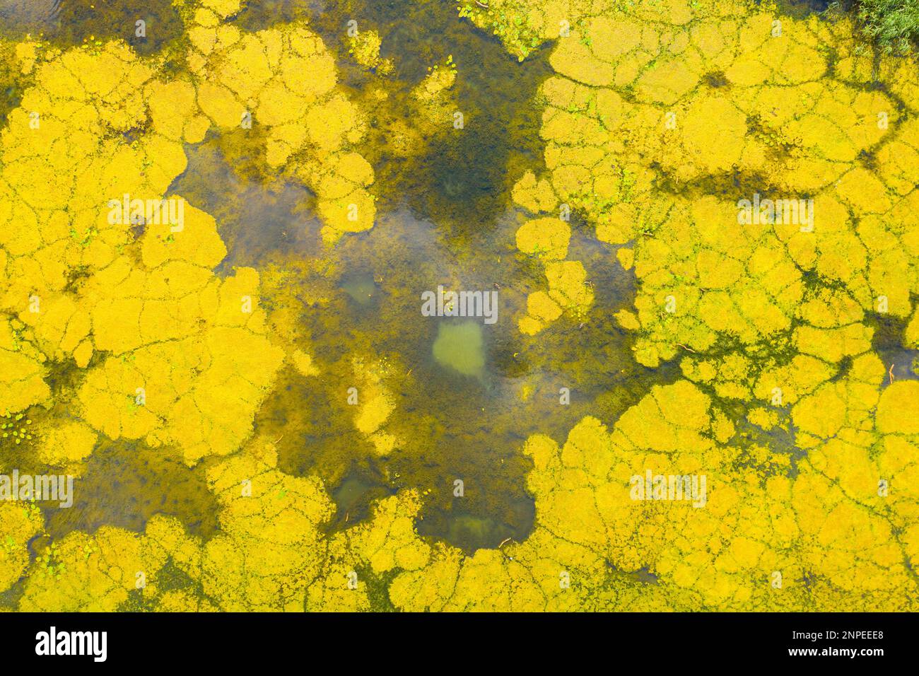 Top down view on exotic winding river flows through green wetlands ...