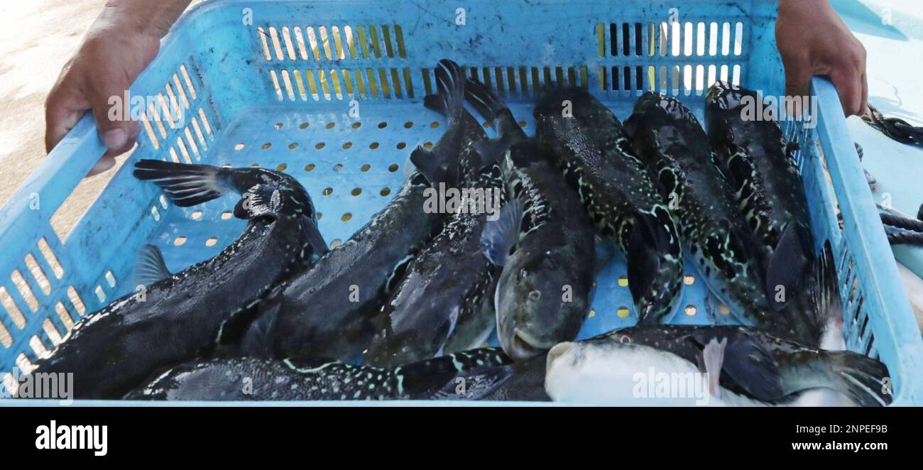 Tiger puffers (Takifugu rubripes) are landed one after another in ...