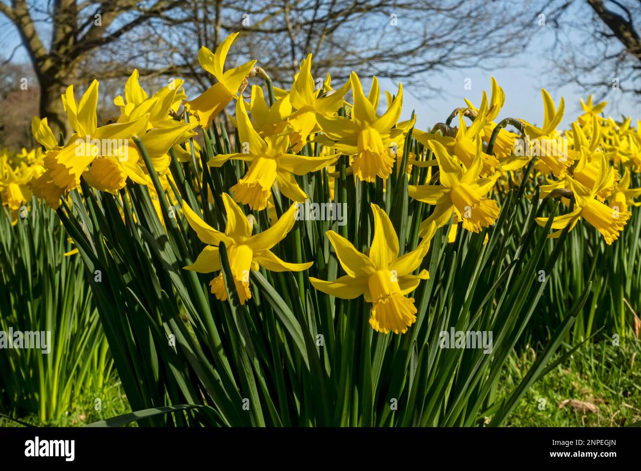 Yellow spring daffodils hi-res stock photography and images - Alamy