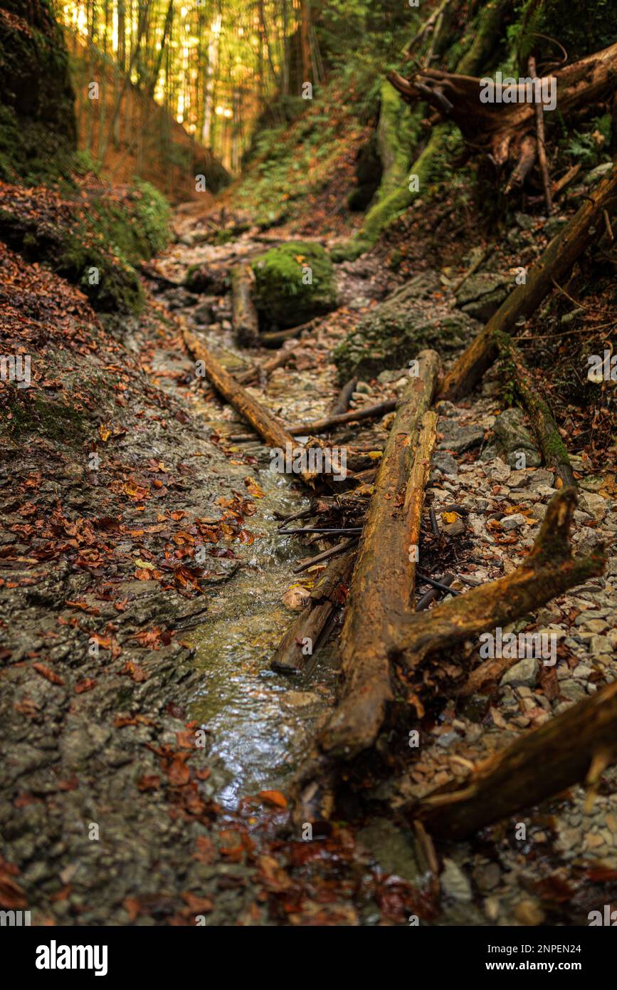The trail through the beautiful canyon of the Slowacki Raj National ...